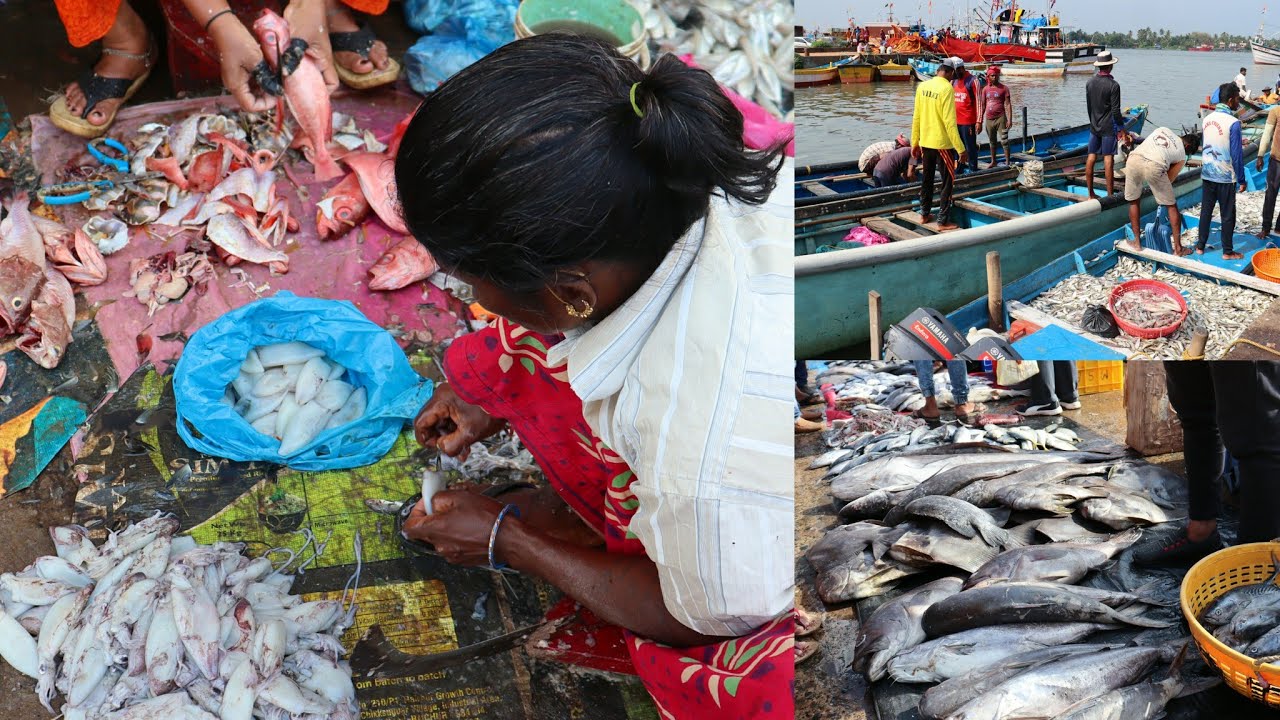 Mangalore Fishing Port(Bunder Dhakke) | Short video | Halli Mane - YouTube