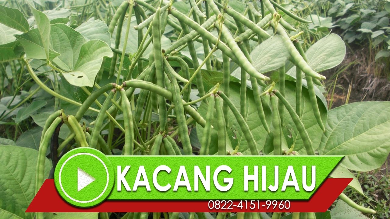 Tips Cara Budidaya Kacang Hijau Sukses Dengan Mudah Youtube