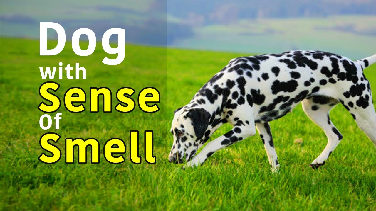 Top Dog Breeds With Incredible Sense Of Smell | Top 10 | - YouTube