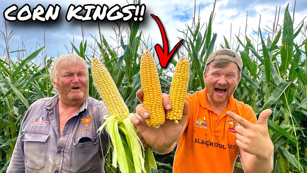 THE CORN KINGS... WHEN IS IT READY!? - YouTube