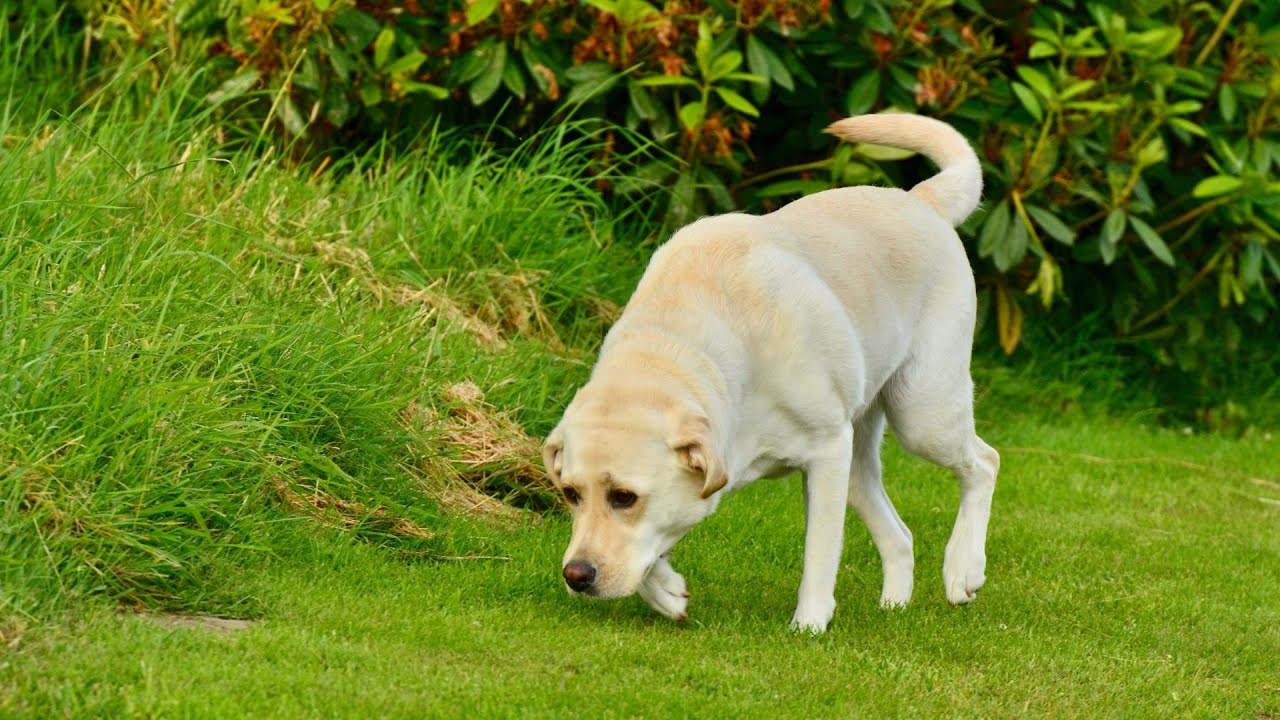 How to Train Your Labrador Retriever to Be a Guard Dog - YouTube
