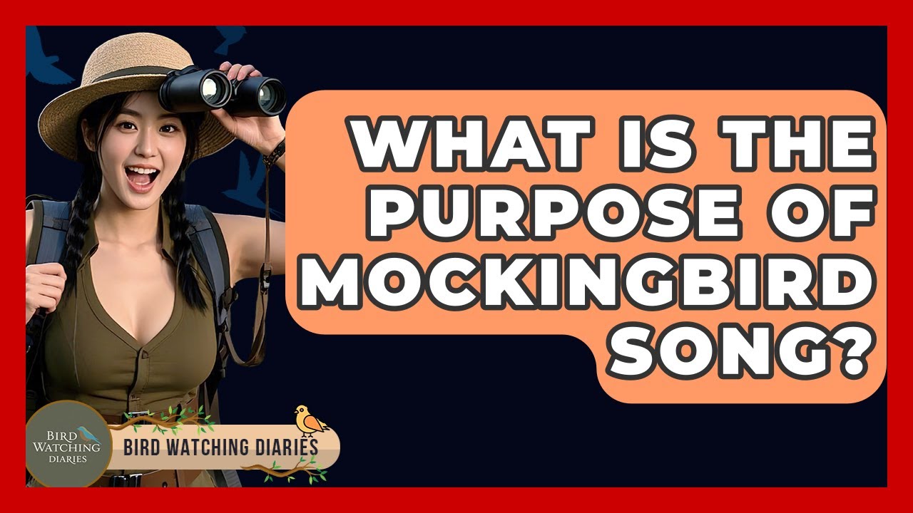 What Is The Purpose Of Mockingbird Song? - Bird Watching Diaries - YouTube