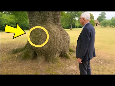 Grandpa Never Let Anyone Near This Old Tree. After His Passing, They ...