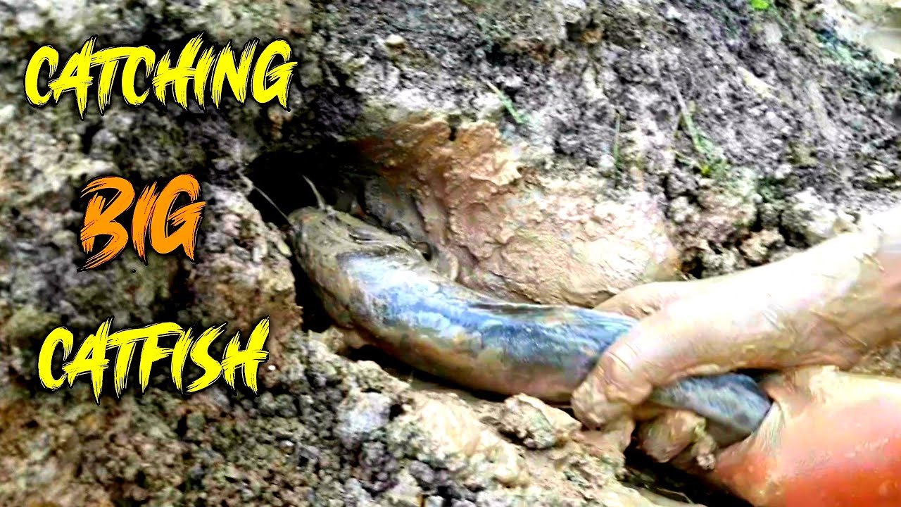 Smart Boy Catching Catfish By Hand In Secret Hole | Amazing Hand ...
