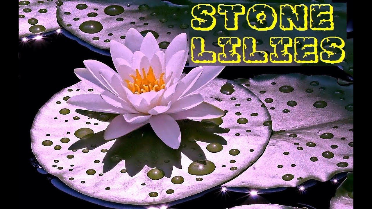 Stone Lilies Florist 9th November 2018 Set 1 - YouTube