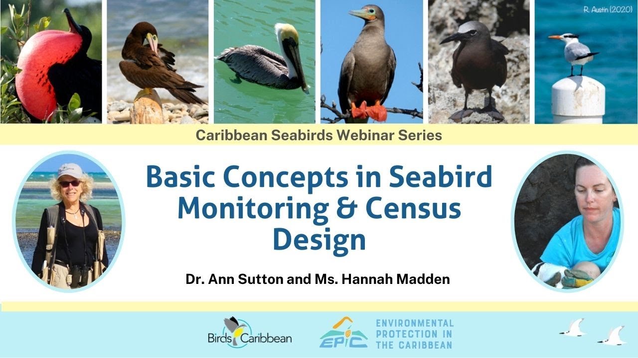 #2 Basic Concepts in Seabird Monitoring and Census Design - YouTube