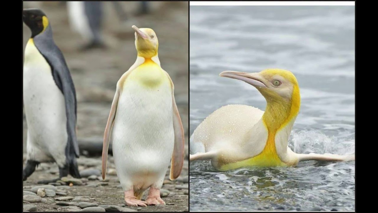 Rare yellow penguin spotted in South Georgia, photographer shares pics ...