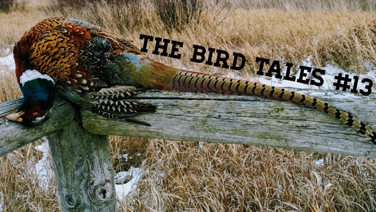 My Longest Rooster Pheasant Tail-The Bird Tales #13 - YouTube
