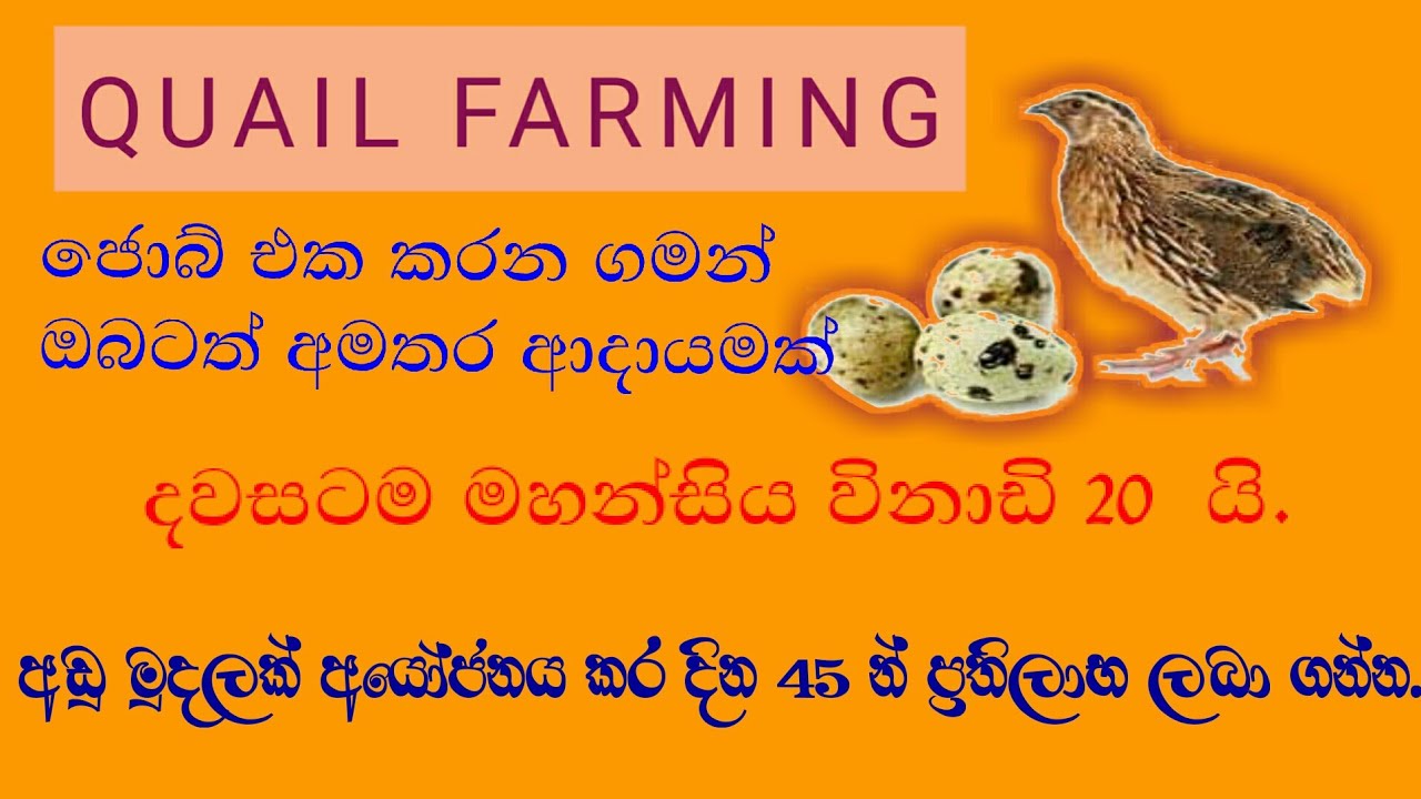 Quail Farming Introduction / වටු පාලනය/ Watu kurulu palanaya / Quail ...
