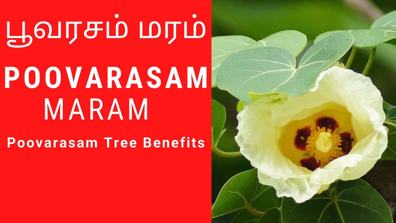 Poovarasam Maram | Poovarasam maram uses in tamil | பூவரசம் மரம் ...