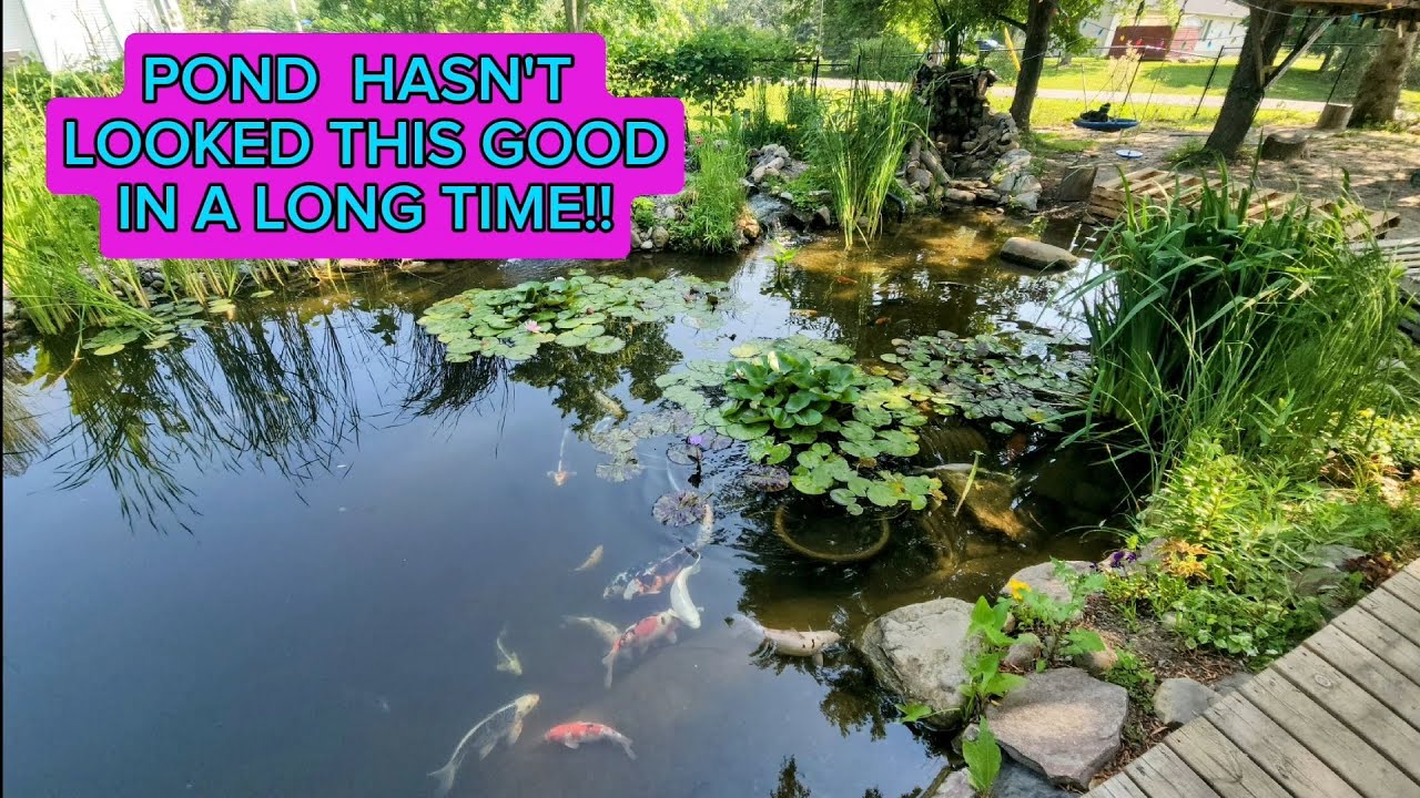 LOOK AT HOW PERFECT THIS POND LOOKS! SO AAMMMAAZZIINNGG!! #ponds # ...