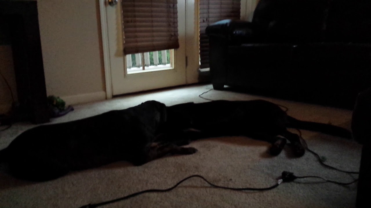 Dog with 8 legs and 2 tails. Wth.? - YouTube