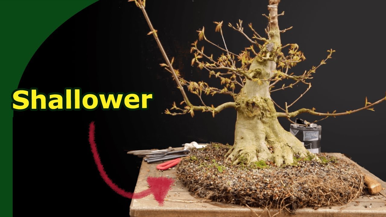 Trident Maple Bonsai Spring Care (Repotting, Pruning, Wound Closing) - YouTube