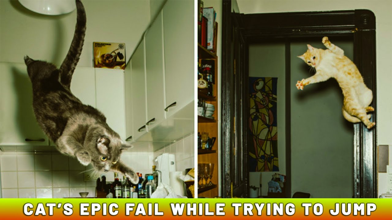 Cat’s Epic Fail While Trying to Jump.mp4|#BC FUN #USA #GOALD FUNNY VIDO ...