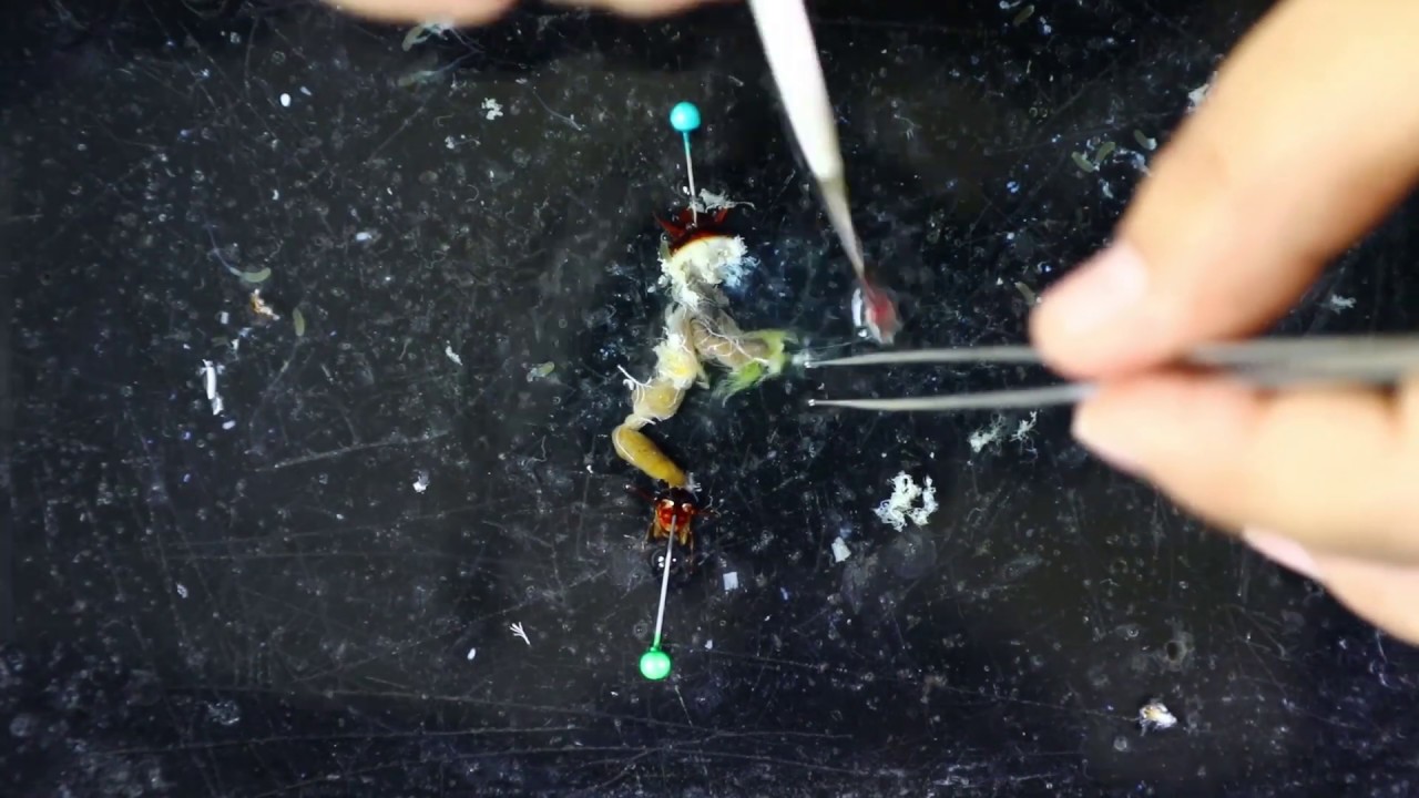 Dissection of Cockroach Digestive System and Salivary Gland || Zoology ...