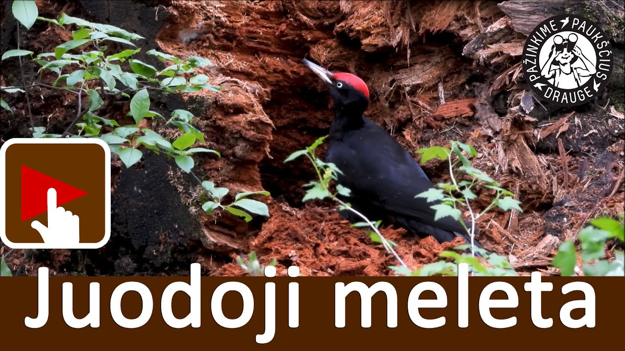 Juodoji meleta - YouTube