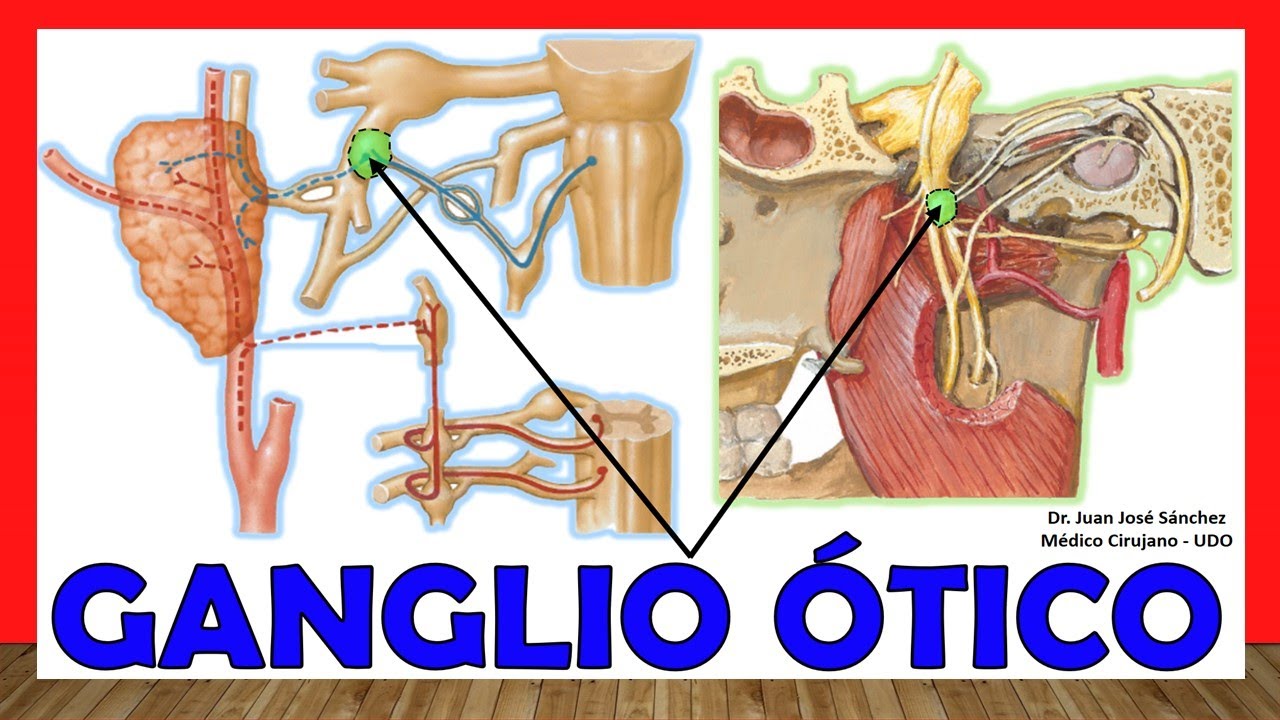 🥇 Anatomía del GANGLIO ÓTICO. ¡Explicación Sencilla! - YouTube