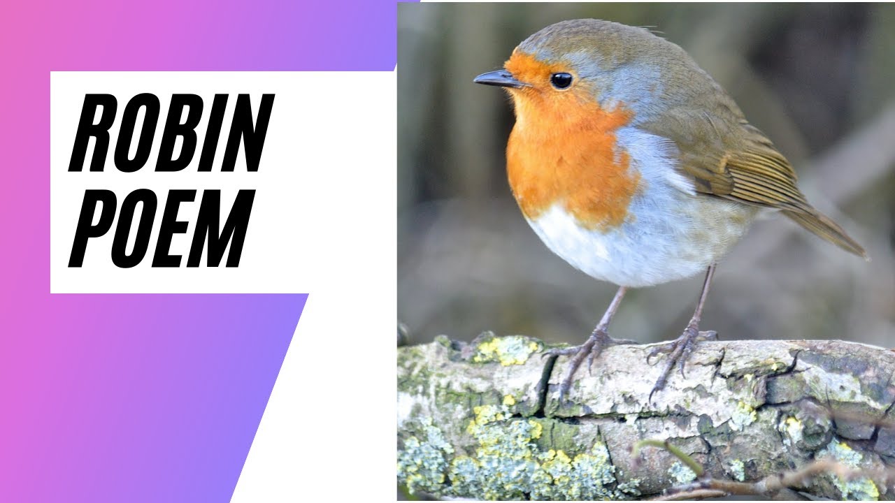 Recite a poem: Robin - YouTube