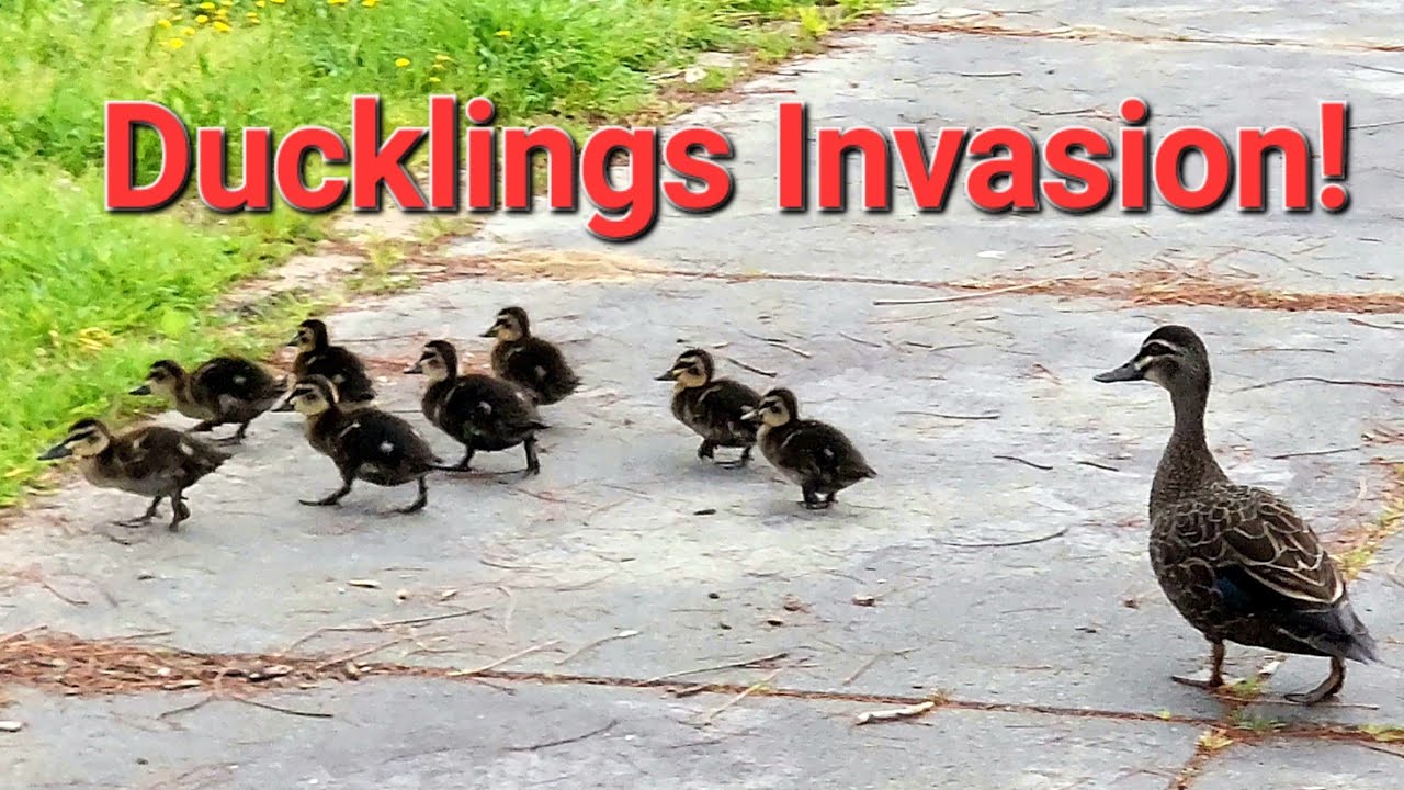 8 ducklings invaded a home and tasted everything in front of them while ...