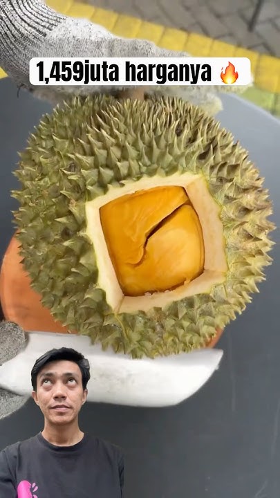 1,459juta harganya gess 🔥 #durian #durianmurah #durianlover #durianmerah #fruit #durianunggulan ...