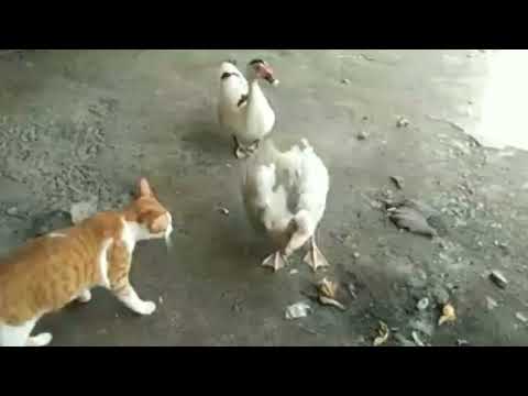 Ribut Bebek Sama Kucing