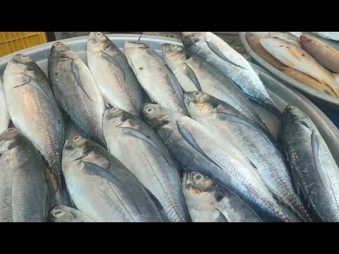 Bahrain Manama Fish Market - YouTube