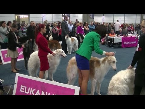Borzoi in World dog show 2017 - YouTube