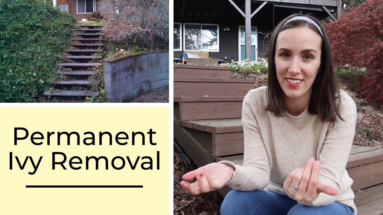 Permanent Ivy Removal With Solarization - YouTube