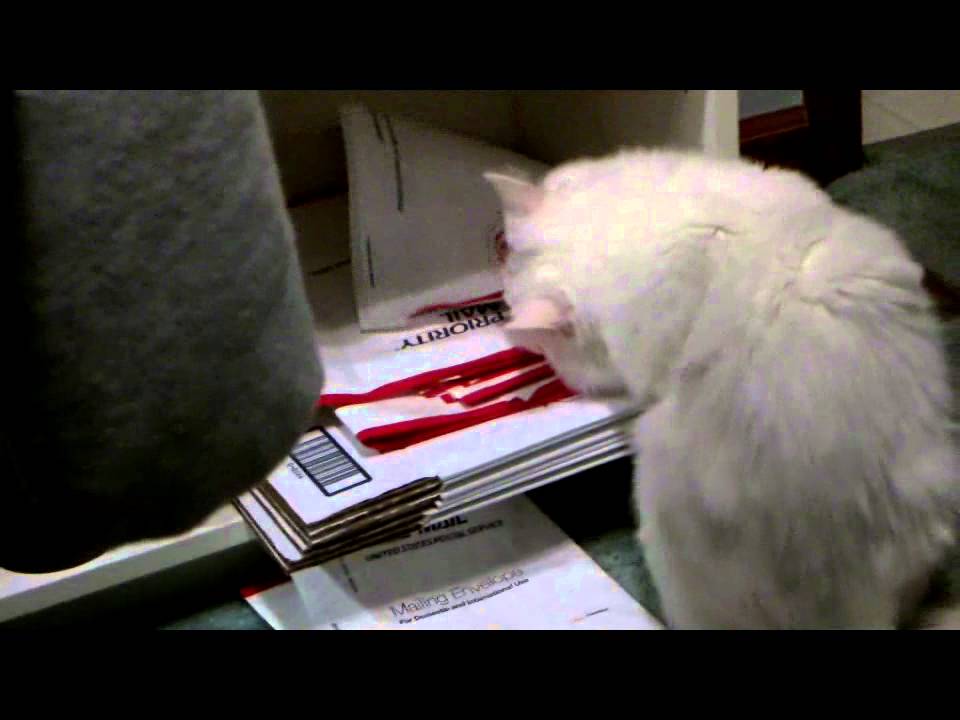 crazy postal worker thinks he's a cat - YouTube