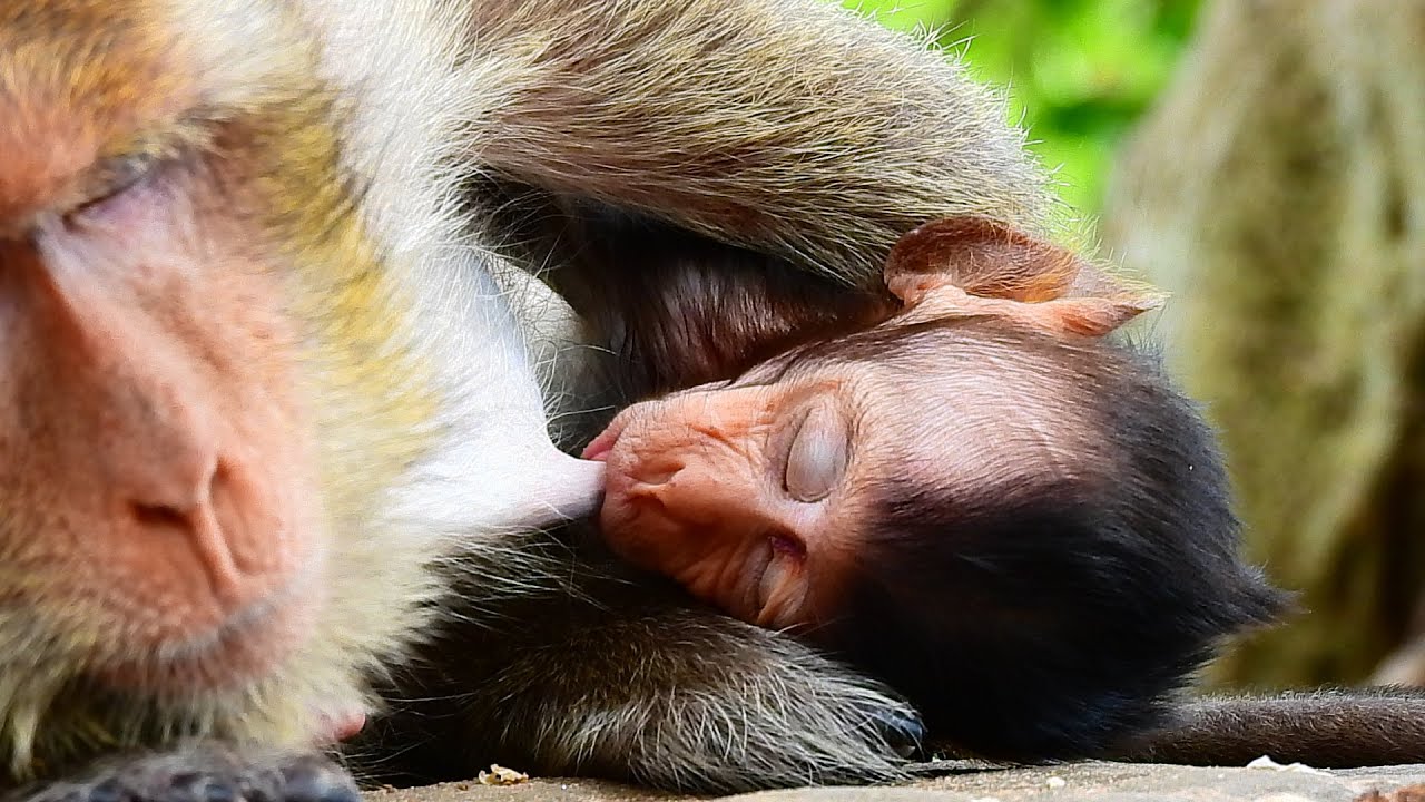 CUTEST BABY FALLING SWEET MILK UNTIL SLEEP WELL ON GROUND WITH MAMA ...