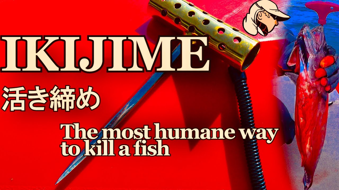 IKIJIME - Dispatching fish humanely & making it the most delicious ...