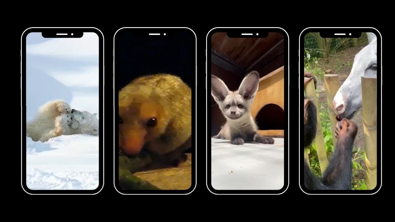 Best animals edits and sounds | false compilation - YouTube