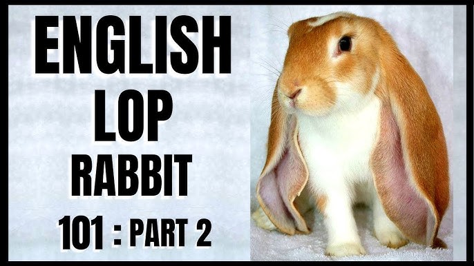 English Lop Rabbit