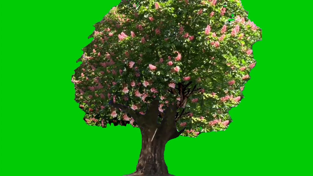 flower tree green screen - YouTube