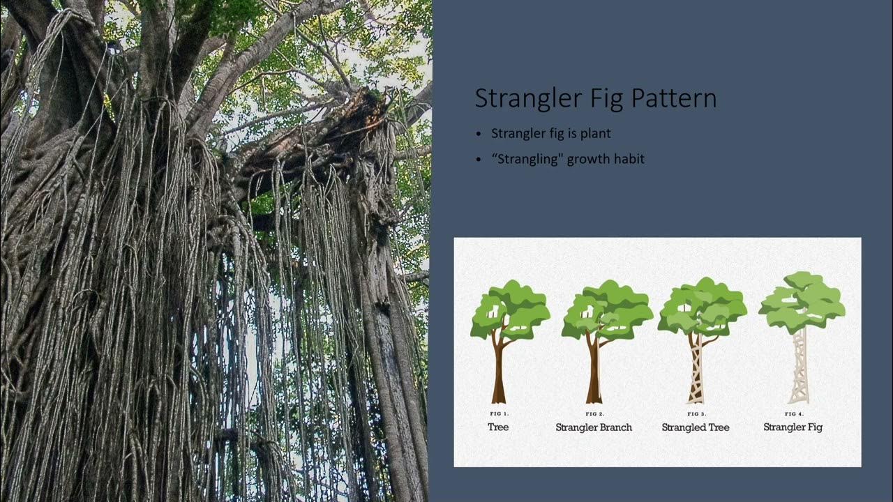 Strangler Fig Pattern | Software Engineering Design Patterns #designpatterns #softwareengineer ...