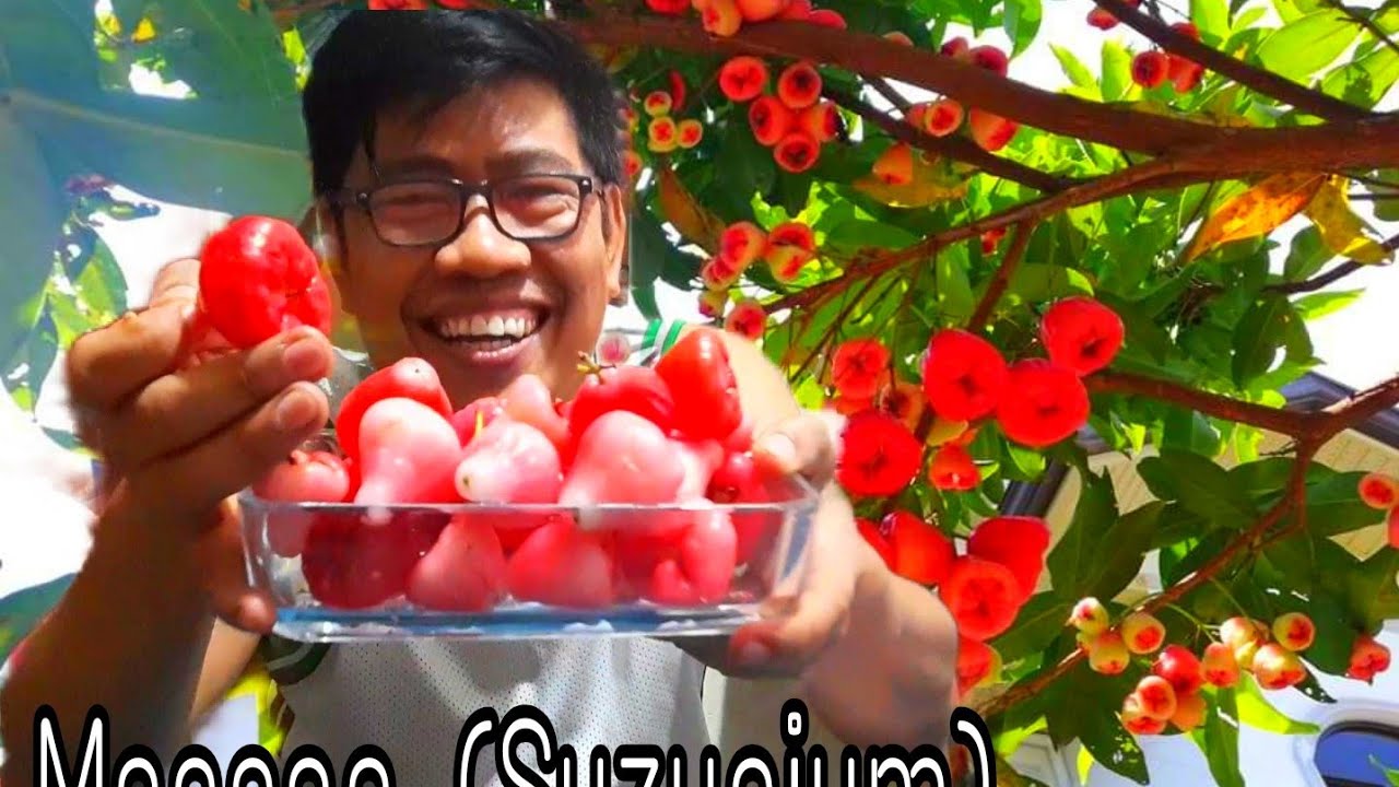 ASMR MACOPA WITH HOT CHILLI DYABLO AND SALT | SYZYGIUM SAMARANGENSE ...