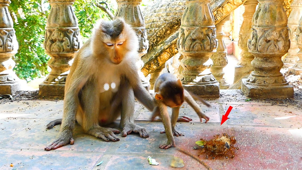 Ant makes baby monkey Mila is busy. - YouTube