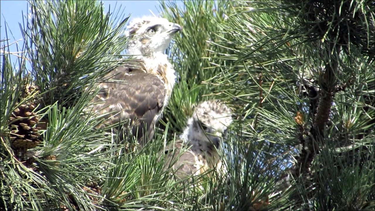 Baby Red Tailed Hawks - YouTube