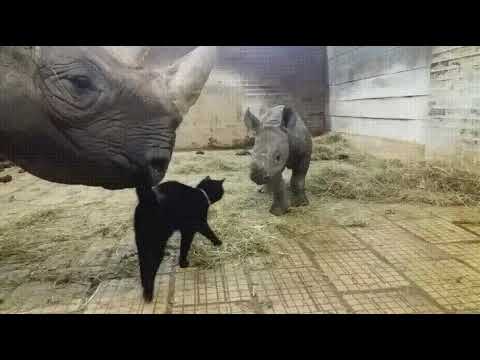 Murder floof with tank doggos - YouTube