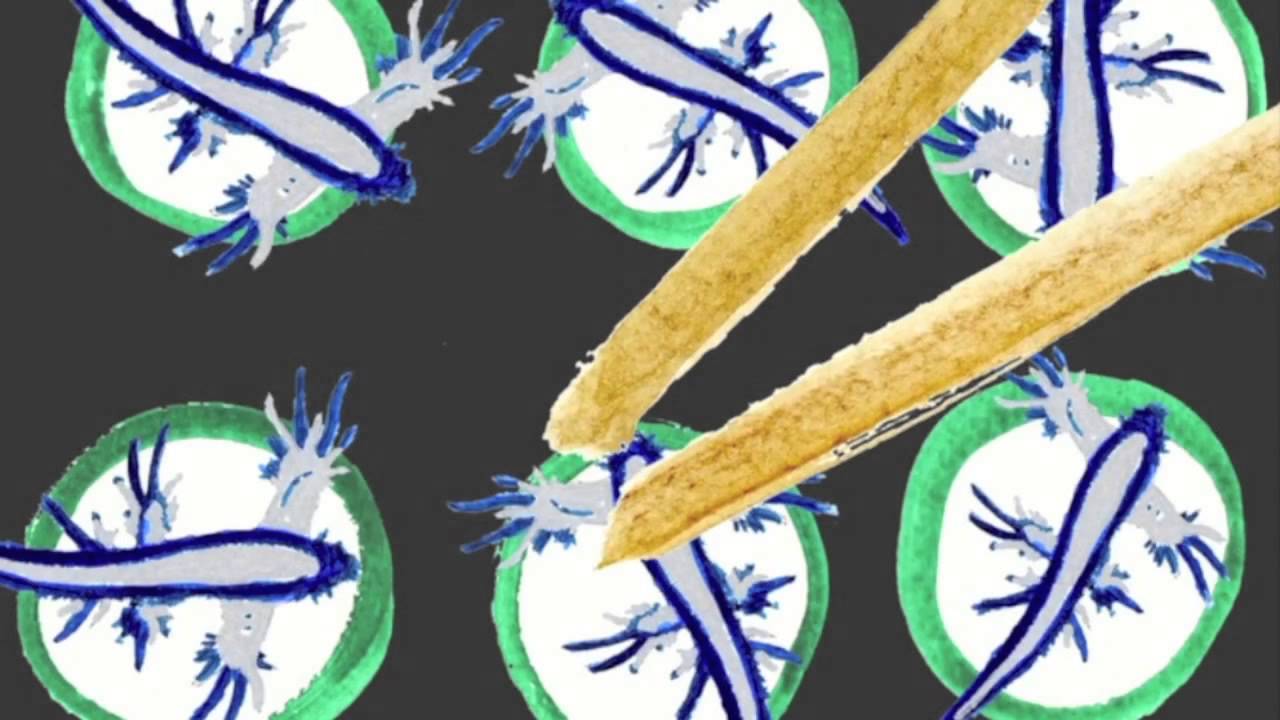 The blue sea dragon (Glaucus atlanticus) - YouTube