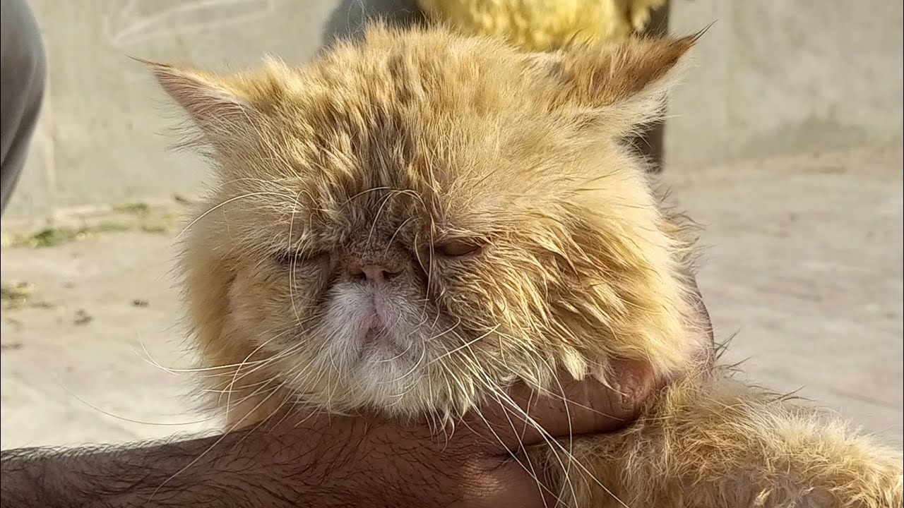 Picky face male cat for sale#catlover #catcatfunnyfightcompilation #cat ...