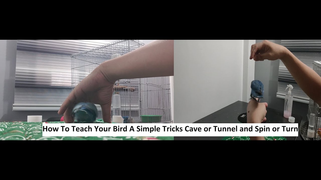 How To Teach Your Bird A Simple Tricks: Cave or Tunnel and Spin or Turn ...