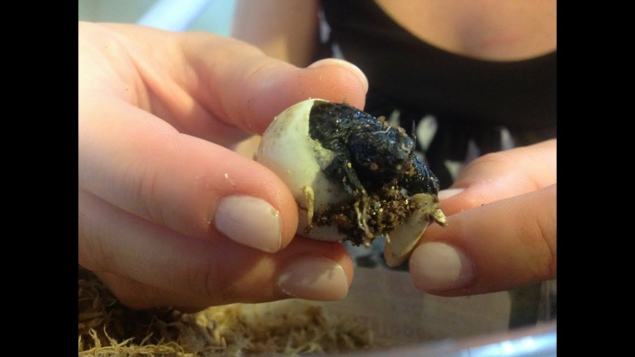 28 Snapping Turtles Hatch - YouTube