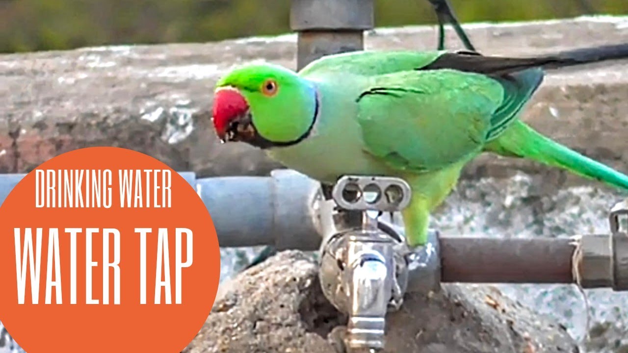 Parrot drinking water on a Water Tap Pt. 2 || Cute Birds Videos - YouTube