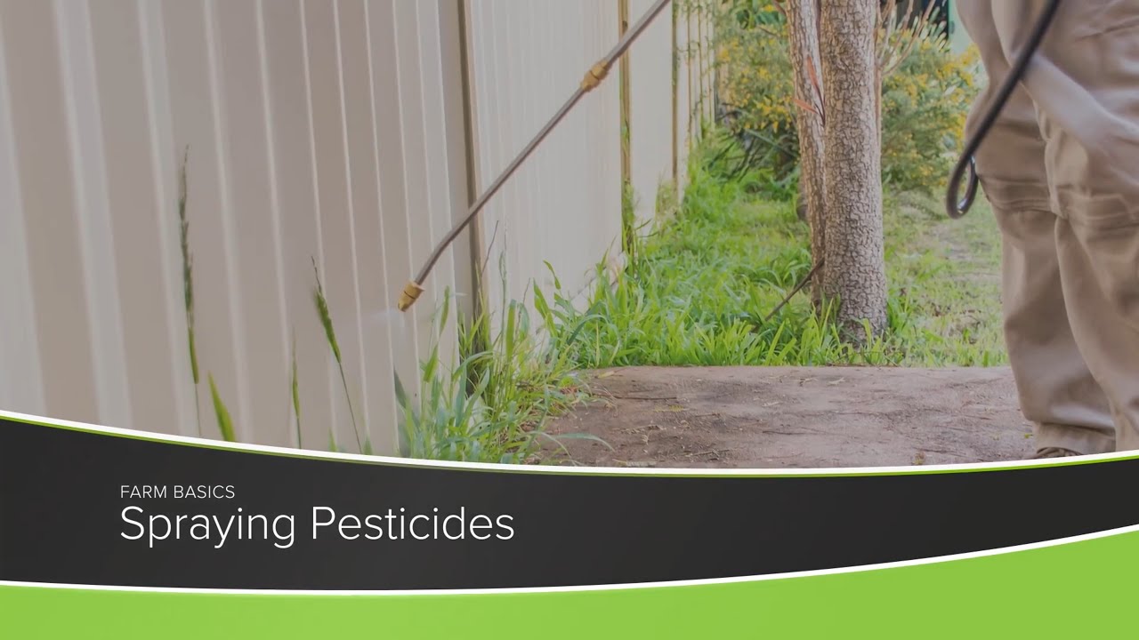 Spraying Insecticides At Home