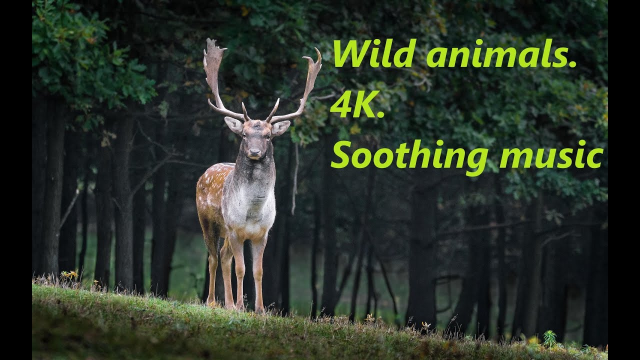 Cuddly Animals + Chill Vibes = Instant Happiness - YouTube