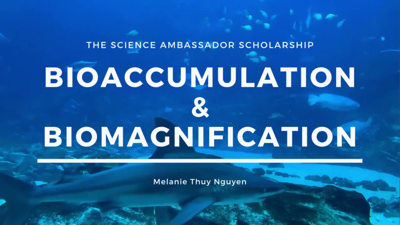 Bioaccumulation & Biomagnification - YouTube
