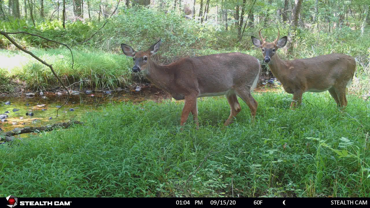 Big whitetail doe and three-point buck - HIGH QUALITY - YouTube
