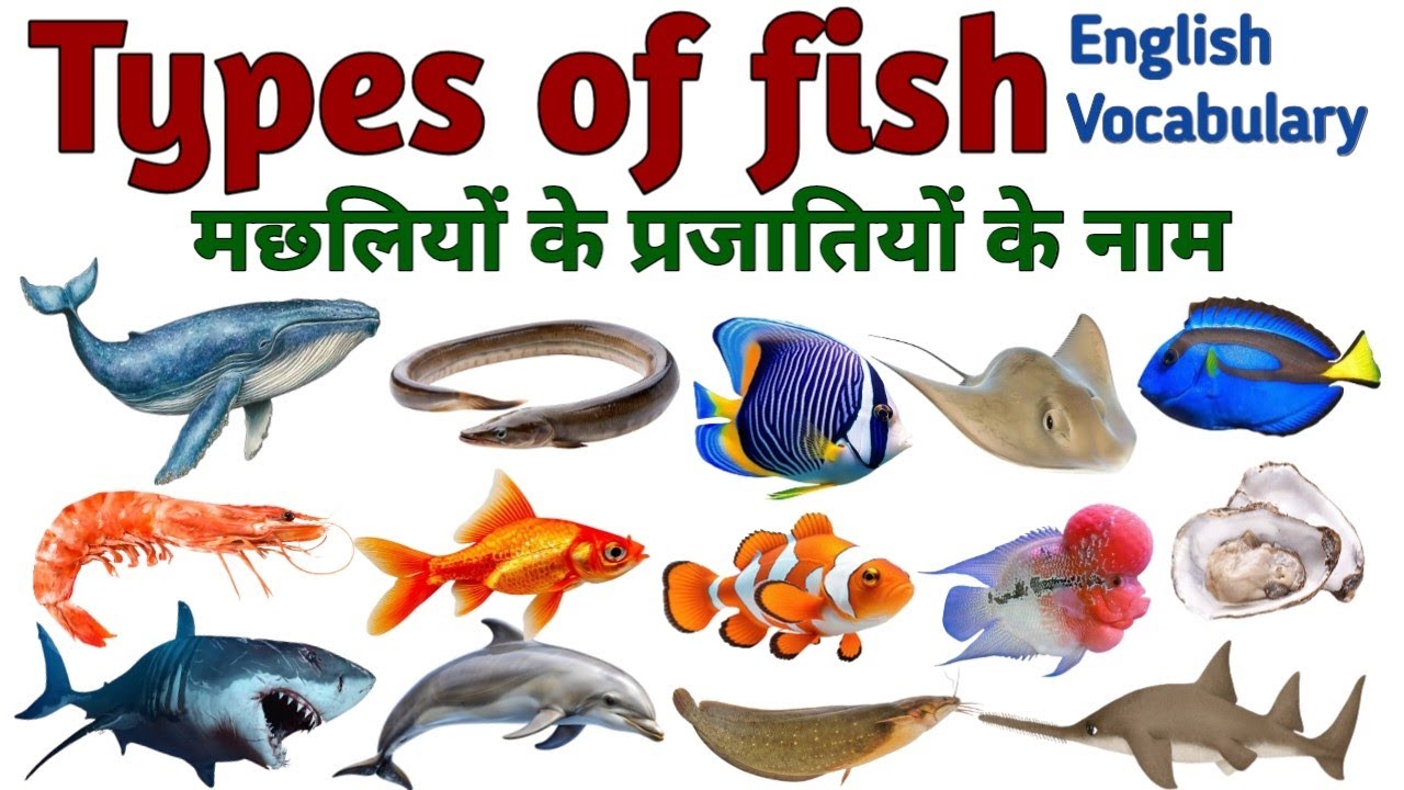 Fish Name || Fishes Name In English With Pictures || Types of fish ...