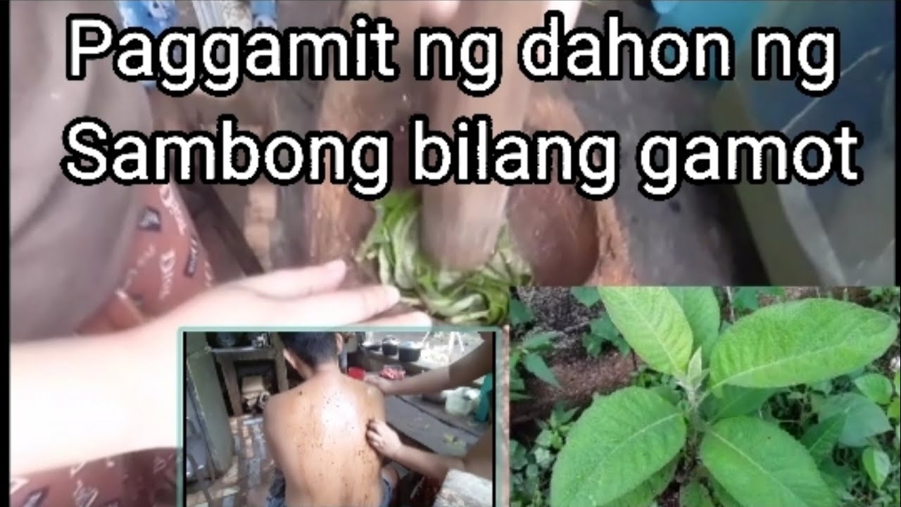 Vlog#40 Dahon ng SAMBONG bilang gamot sa sugat, rayuma, arthritis, at ...